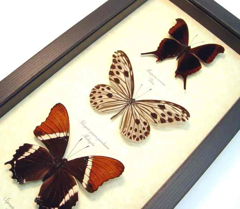 Brown Leather Butterfly Collection - Real Framed Butterflies