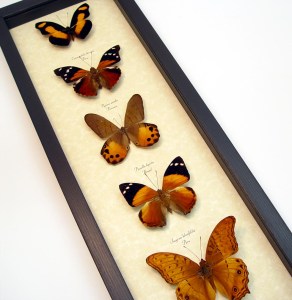 Golden Sunrise Butterfly Collection - Real Framed Butterflies ...