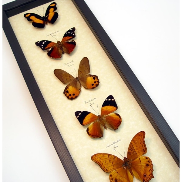 Butterfly Sets Real framed butterflies - We offer a large variety
