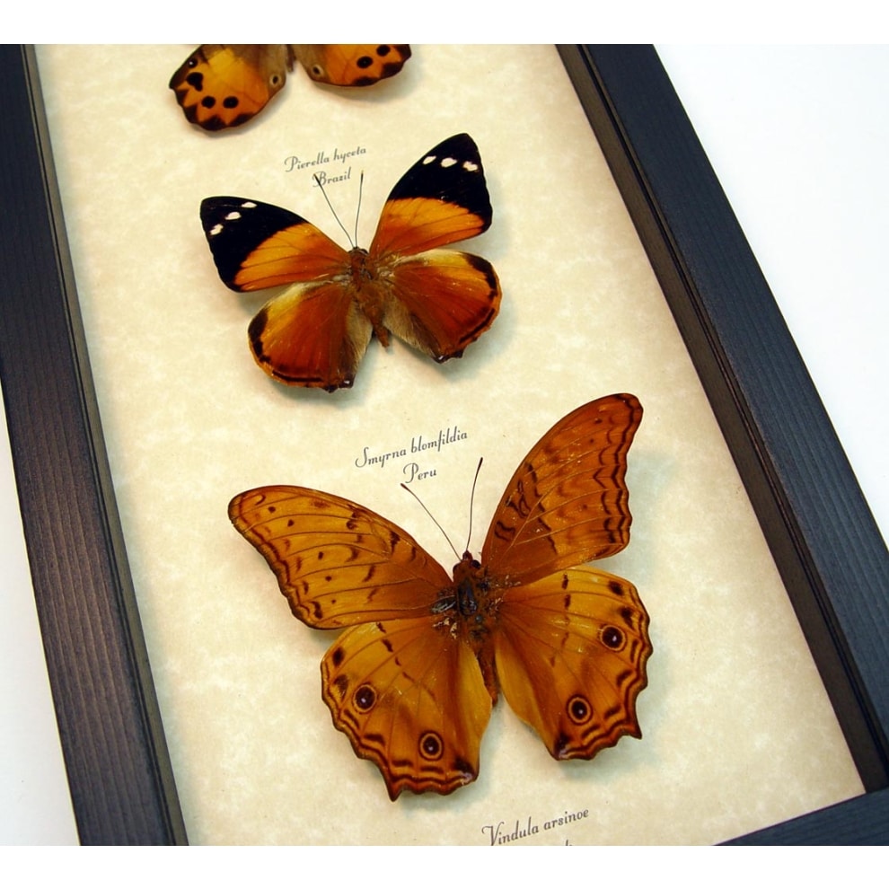 Golden Sunrise Butterfly Collection - Real Framed Butterflies