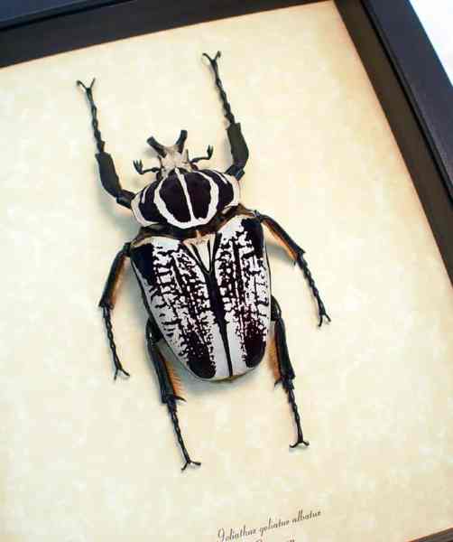 Goliathus goliatus albatus Goliathus Beetle 97mm - Giant Goliathus