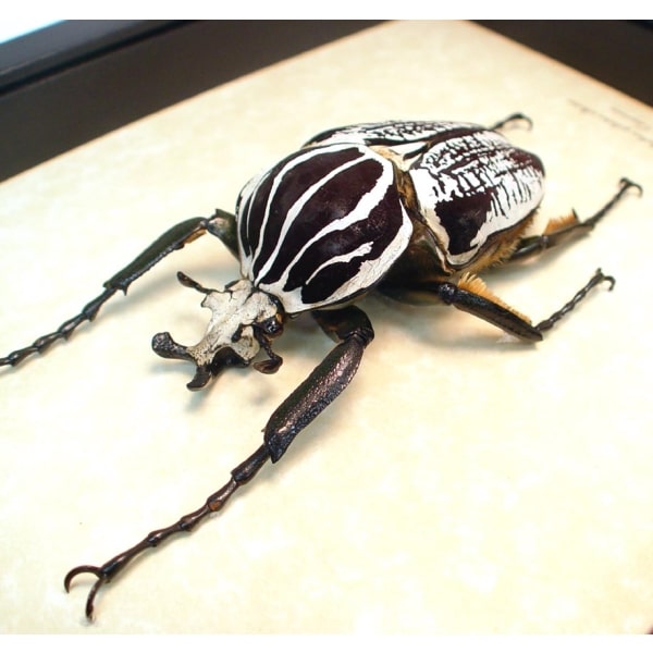Goliathus goliatus albatus Goliathus Beetle 97mm - Giant Goliathus
