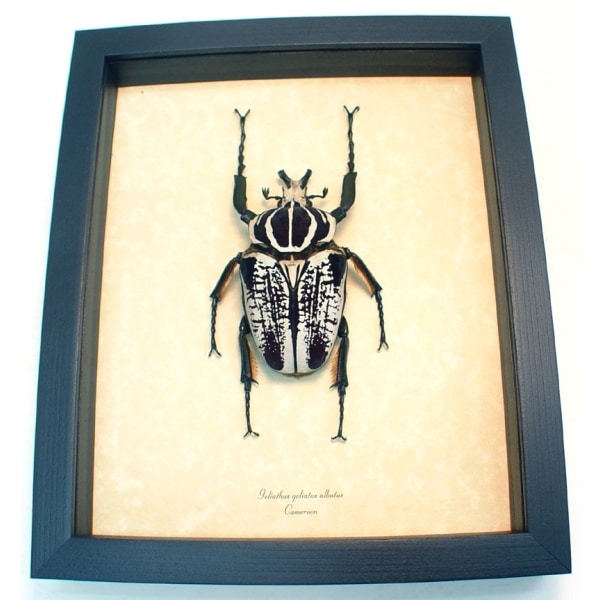 Goliathus goliatus albatus Goliathus Beetle 97mm - Giant Goliathus