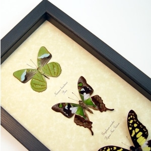 Green Butterfly Collection - Real Framed Butterflies