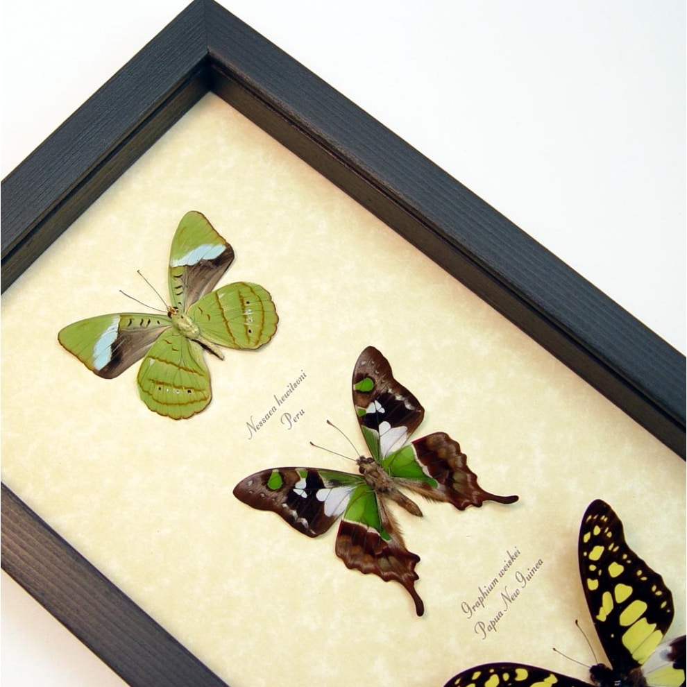 Green Butterfly Collection - Real Framed Butterflies
