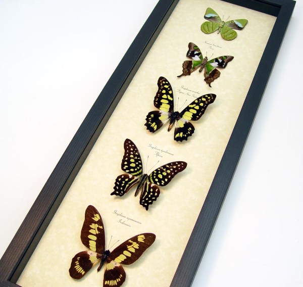 Green Butterfly Collection - Real Framed Butterflies - Butterfly Art