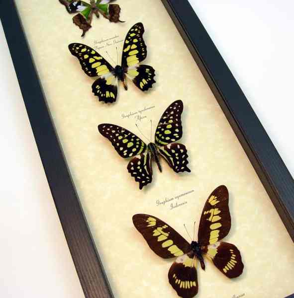 Green Butterfly Collection - Real Framed Butterflies - Butterfly Art