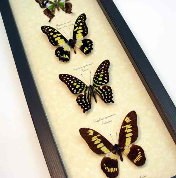 Green Butterfly Collection - Real Framed Butterflies - Butterfly Art