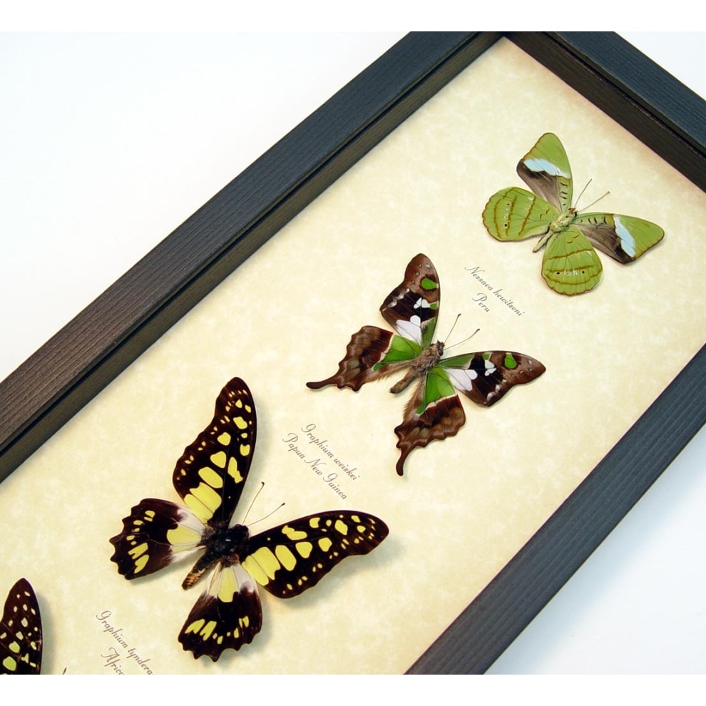 Green Butterfly Collection - Real Framed Butterflies