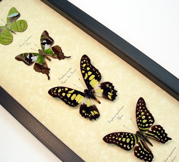 Green Butterfly Collection - Real Framed Butterflies - Butterfly Art