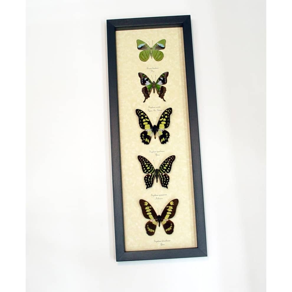 Green Butterfly Collection - Real Framed Butterflies