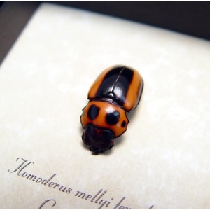 OOAK Homoderus mellyi Female - Death Head Beetle - Ghoul Face Beetle