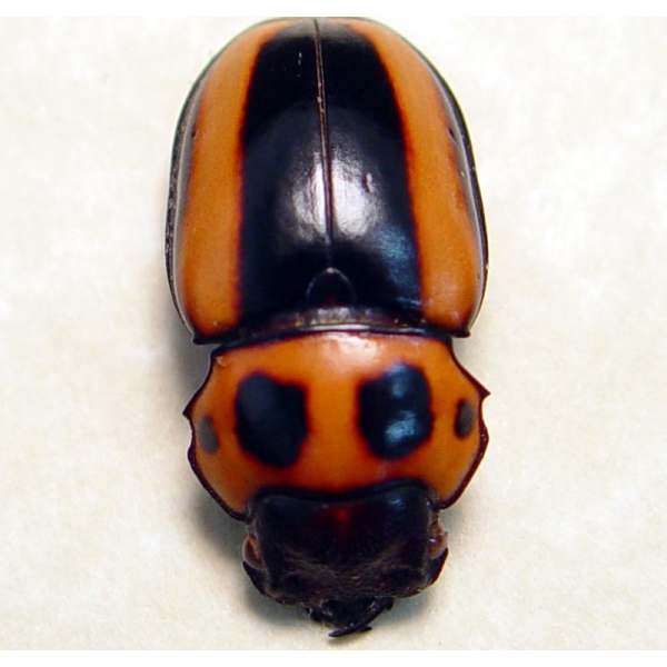 OOAK Homoderus mellyi Female - Death Head Beetle - Ghoul Face Beetle