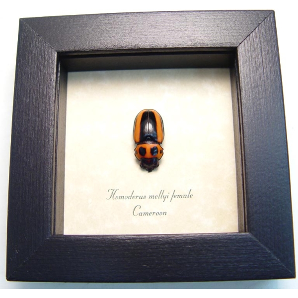 OOAK Homoderus mellyi Female - Death Head Beetle - Ghoul Face Beetle