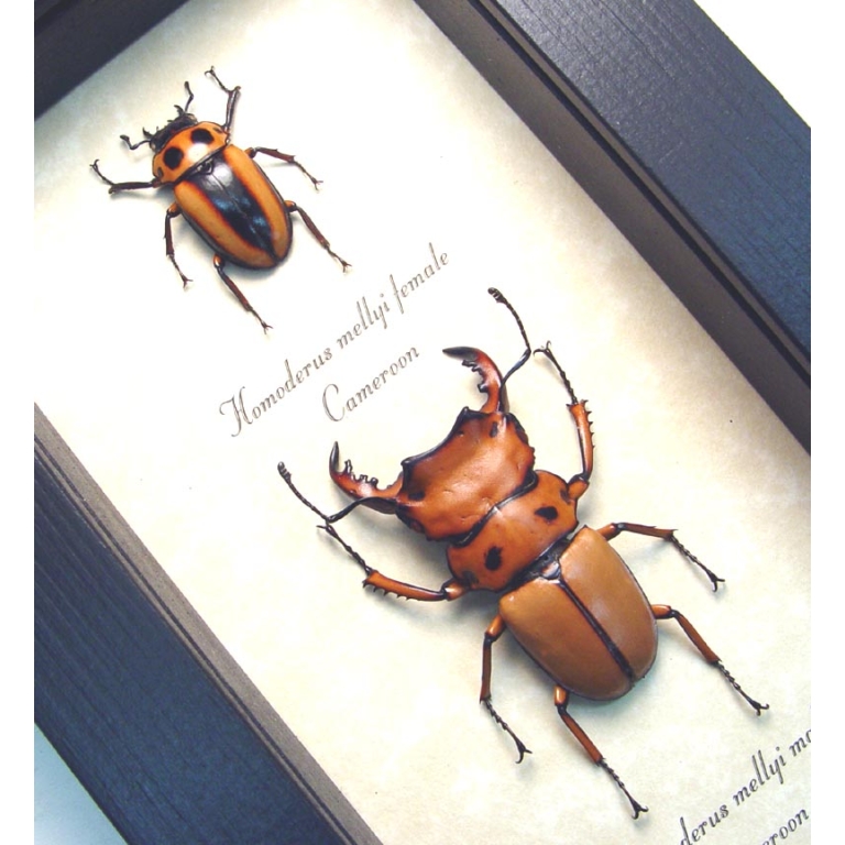 Homoderus mellyi Pair Stag Beetles - Real Framed Taxidermy