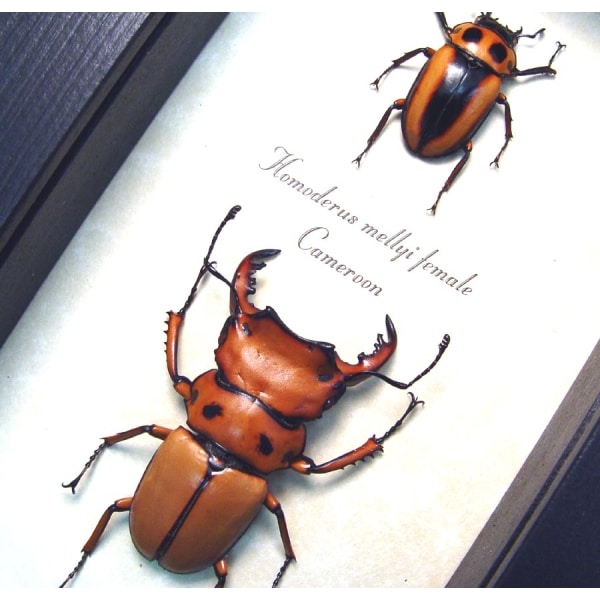 Homoderus mellyi Pair Hummer Beetles - Framed Taxidermy Display