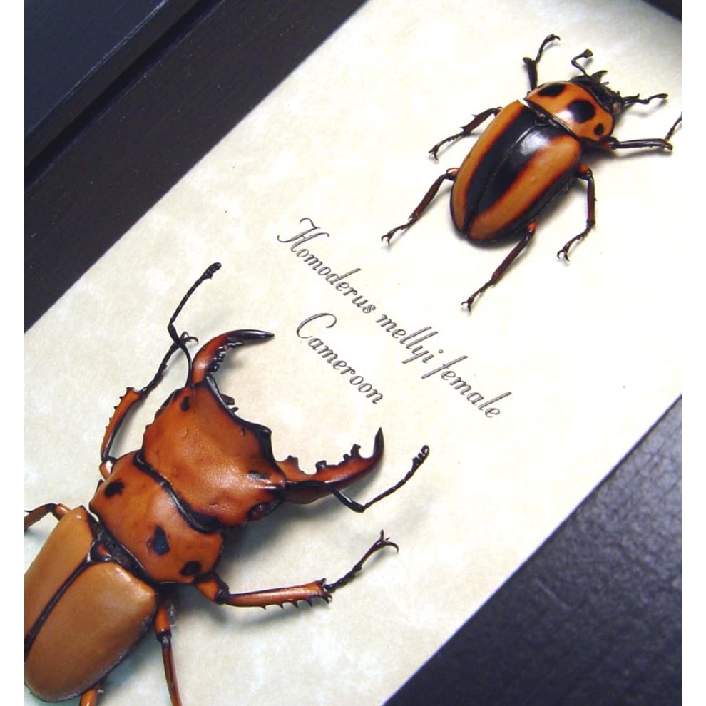 Homoderus mellyi Pair Stag Beetles - Real Framed Taxidermy