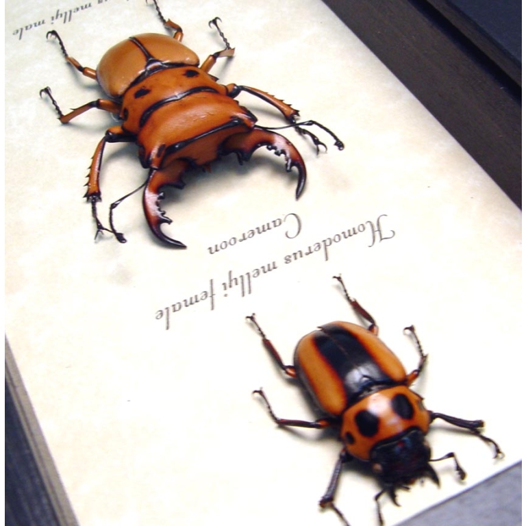 Homoderus mellyi Pair Stag Beetles - Real Framed Taxidermy