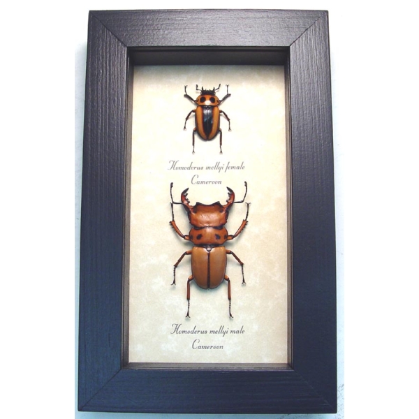 Homoderus mellyi Pair Hummer Beetles - Framed Taxidermy Display
