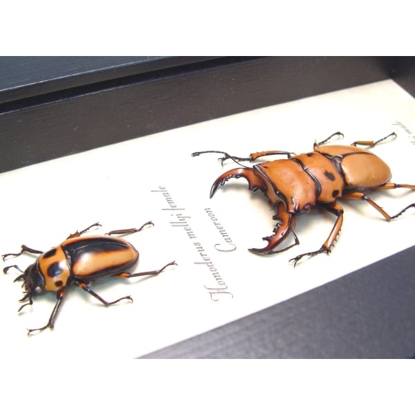 Homoderus mellyi Pair Stag Beetles - Real Framed Taxidermy