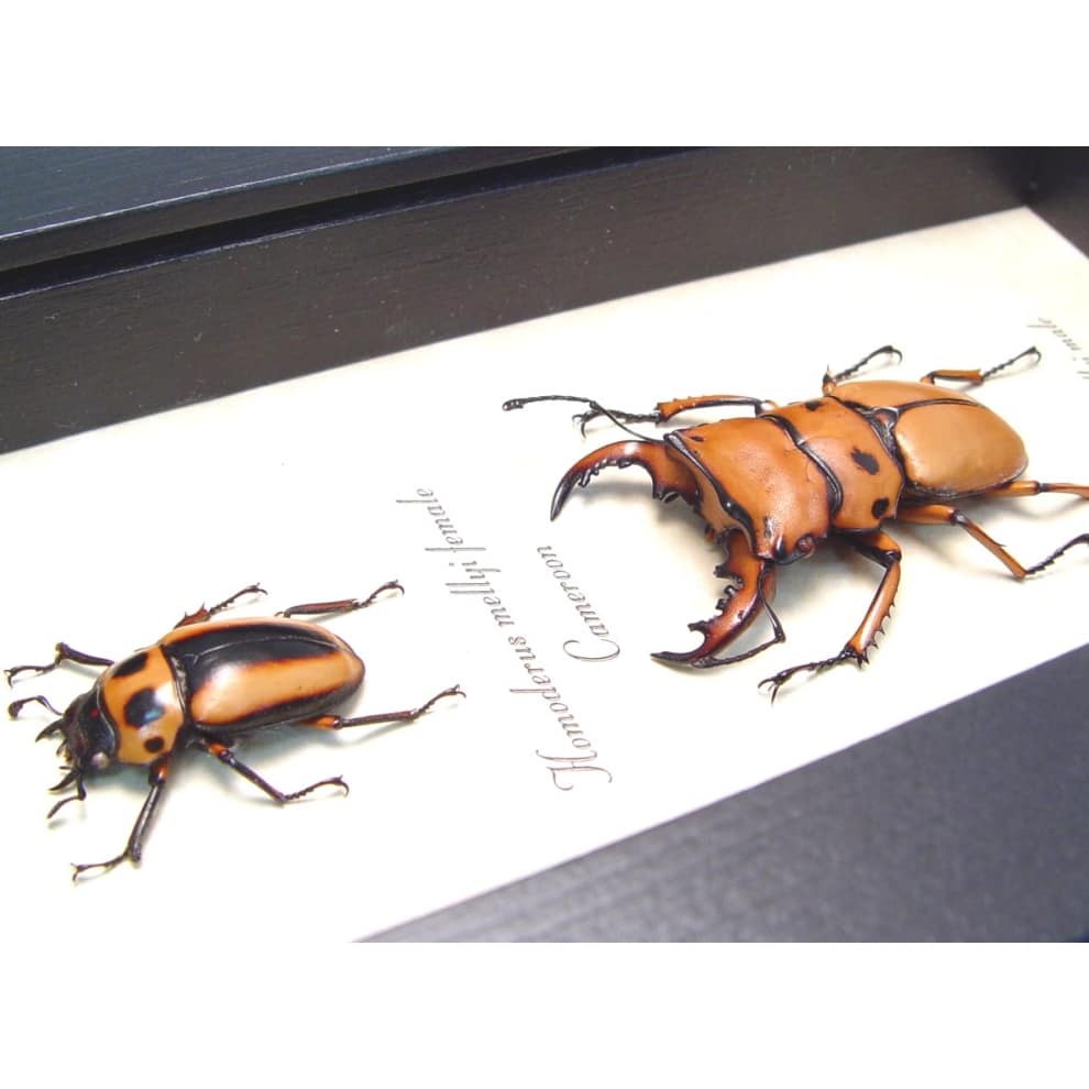 Homoderus mellyi Pair Stag Beetles - Real Framed Taxidermy