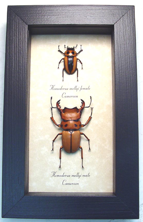 Homoderus mellyi Pair Stag Beetles - Real Framed Taxidermy