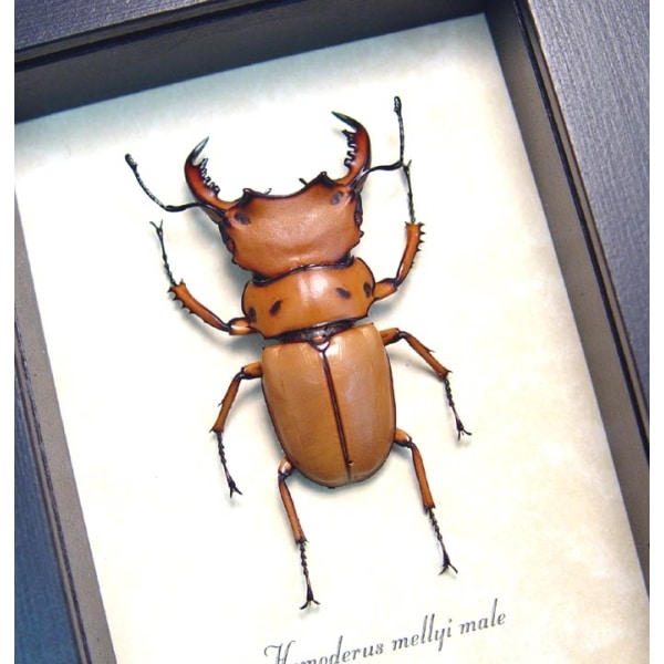 Homoderus mellyi Male 48mm Hummer Beetle - framed Taxidermy