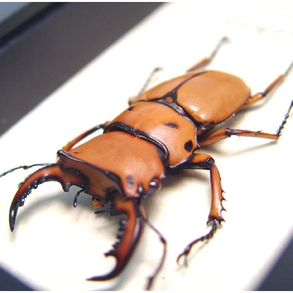 Homoderus mellyi Male 48mm Hummer Beetle - framed Taxidermy