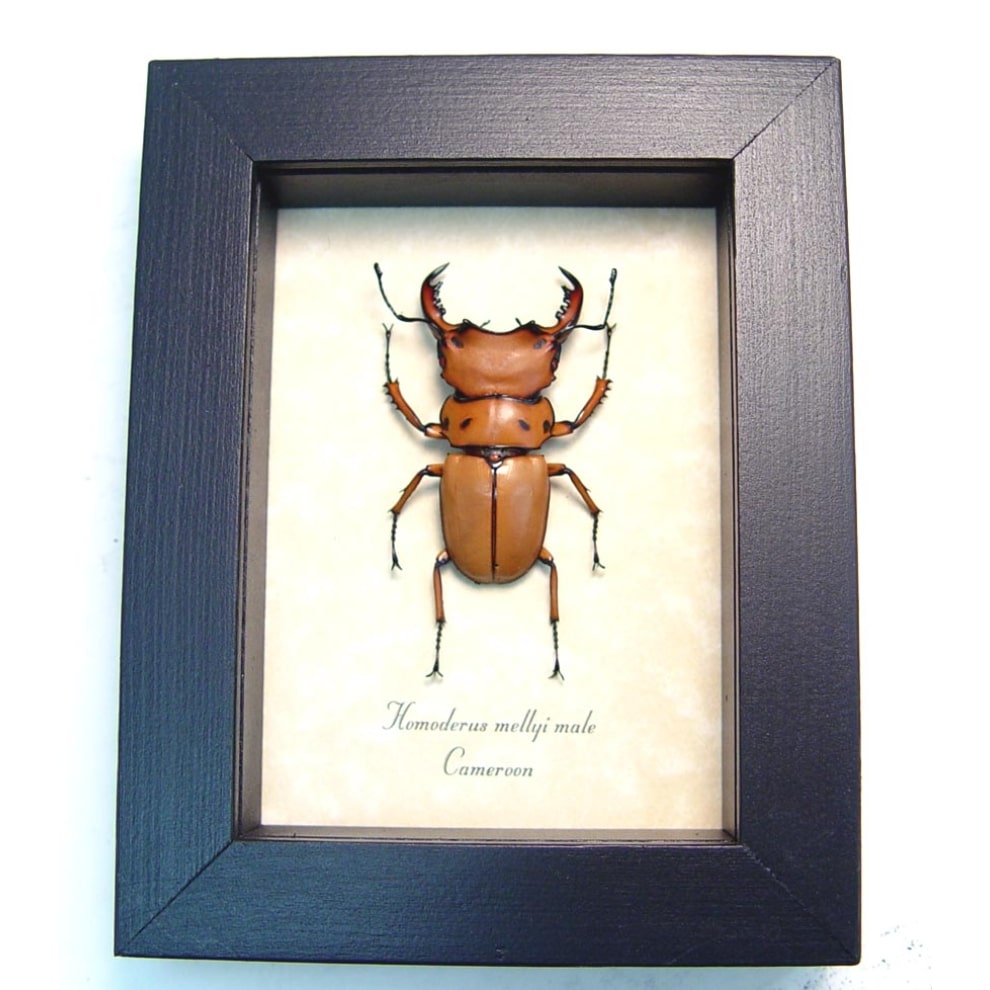 Homoderus mellyi Male 48mm Hummer Beetle - framed Taxidermy