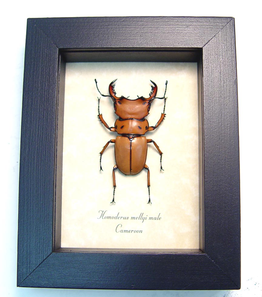 Homoderus mellyi Male 48mm Hummer Beetle - framed Taxidermy
