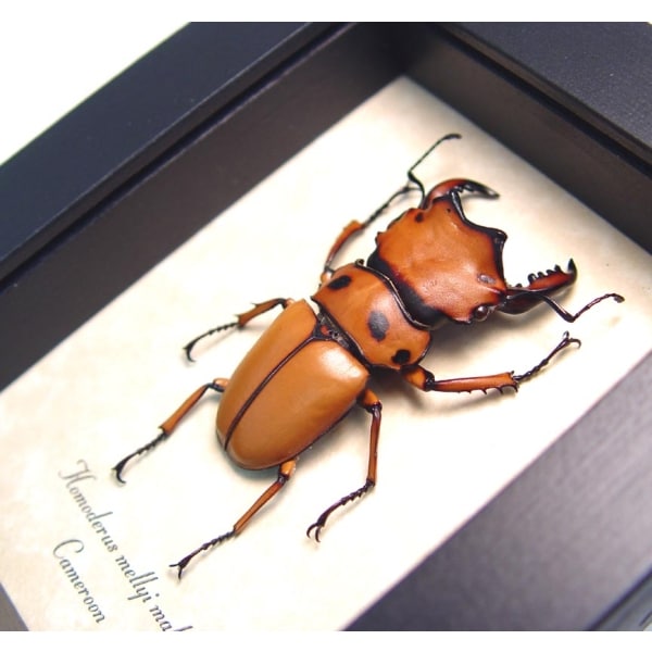 Homoderus mellyi Male 52mm - Hummer Beetle - Real Framed Beetle