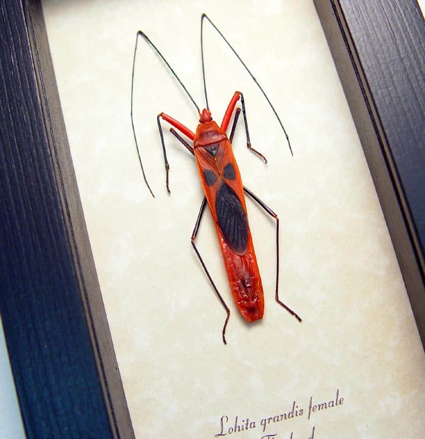 Lohita grandis Beetle The Scream Face Bug - Framed Taxidermy