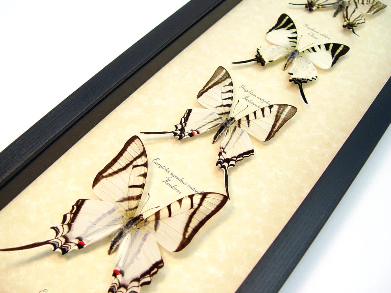 Wedding White Swallowtails - framed Butterfly Collection - Butterflies