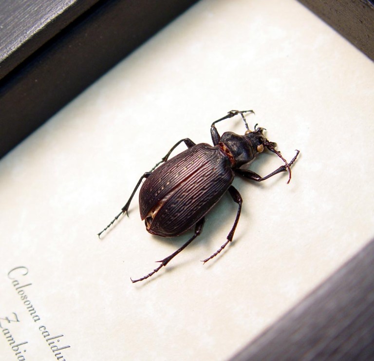 Calosoma calidum - Fiery Hunter - Caterpillar Hunter Beetle