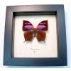 Real Pink Framed Butterfly - Anaea nessus - pink purple butterfly