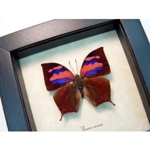 Real Pink Framed Butterfly - Anaea nessus - pink purple butterfly