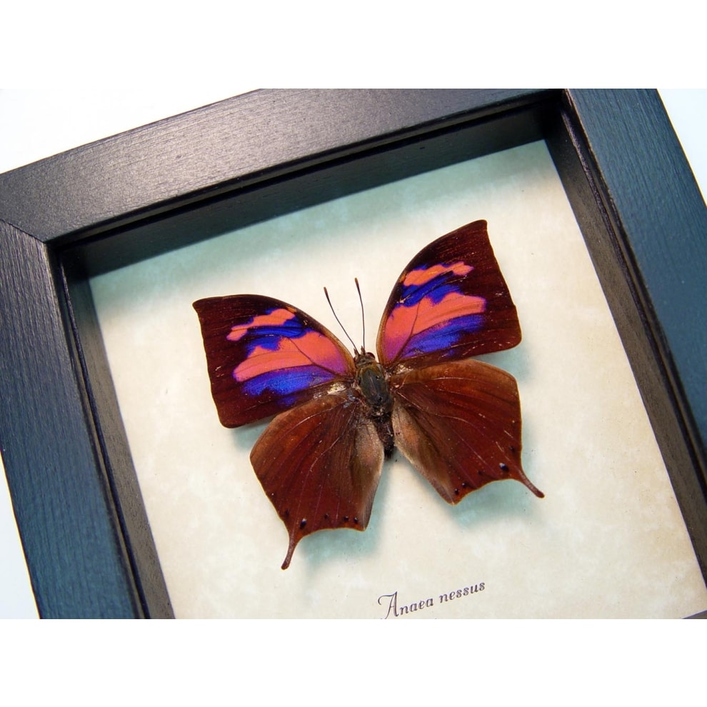 Real Pink Framed Butterfly - Anaea nessus - pink purple butterfly