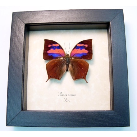 Real Pink Framed Butterfly - Anaea nessus - pink purple butterfly