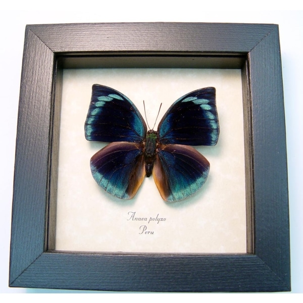 Anaea polyxo Blue Round Wing Butterfly - Framed Taxidermy