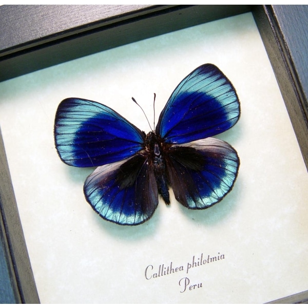 Charles Darwin Butterfly Callithea philotima Asterope leprieuri