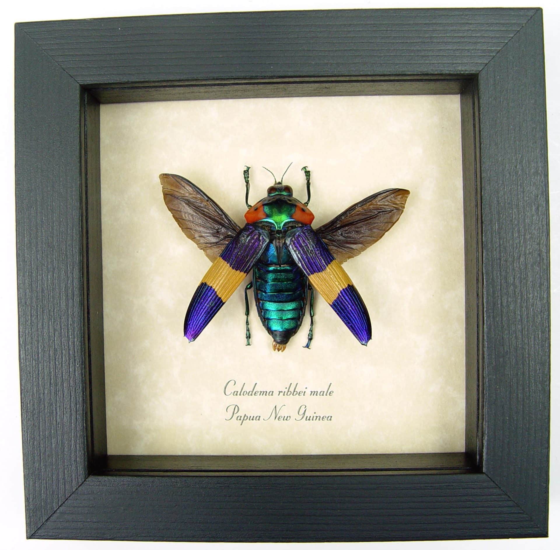Calodema ribbei male - Ultra Rare Flying Jewel Beetle - framed beetle