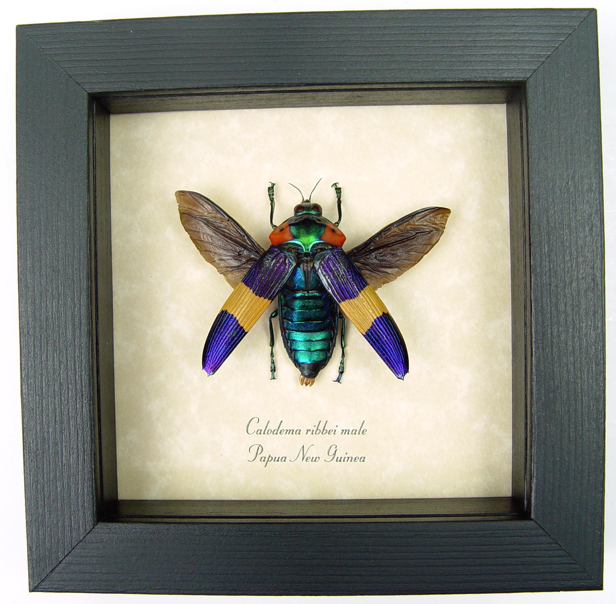 Calodema ribbei male - Ultra Rare Flying Jewel Beetle - framed beetle