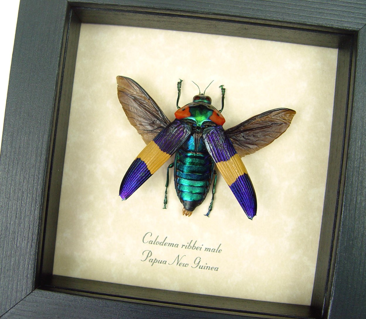 Calodema ribbei male - Ultra Rare Flying Jewel Beetle - framed beetle