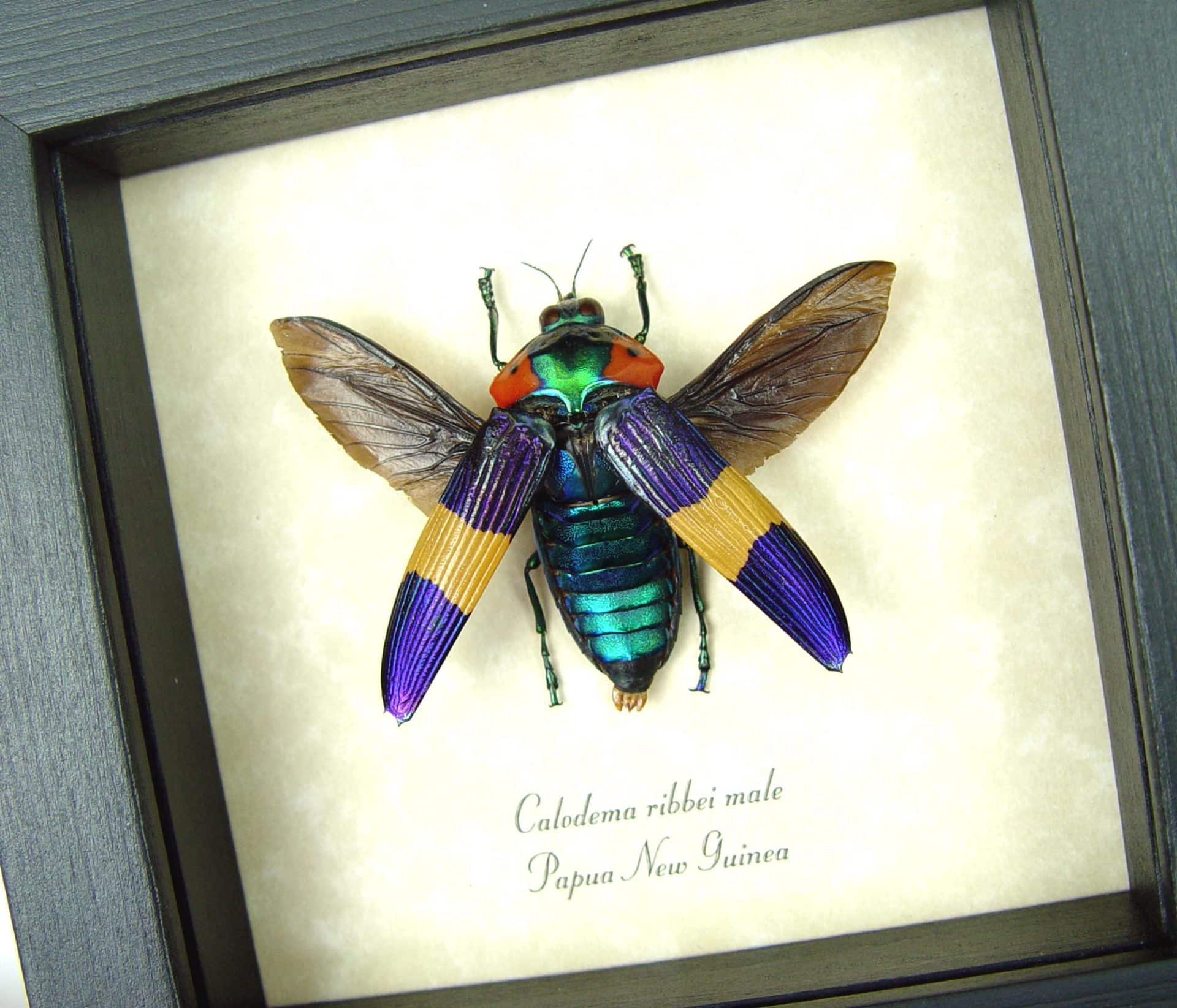 Calodema ribbei male - Ultra Rare Flying Jewel Beetle - framed beetle