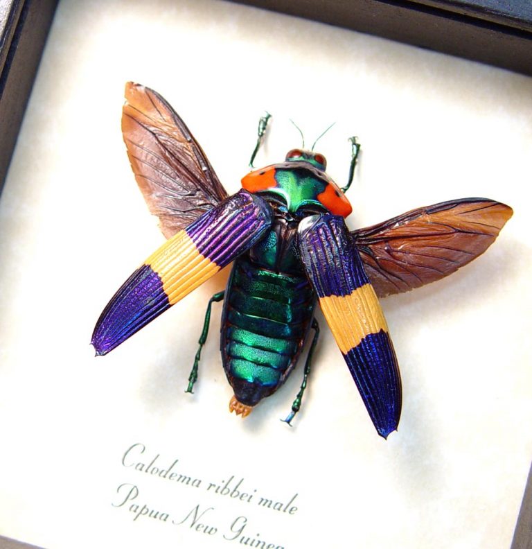 Calodema ribbei male - Ultra Rare Flying Jewel Beetle - framed beetle