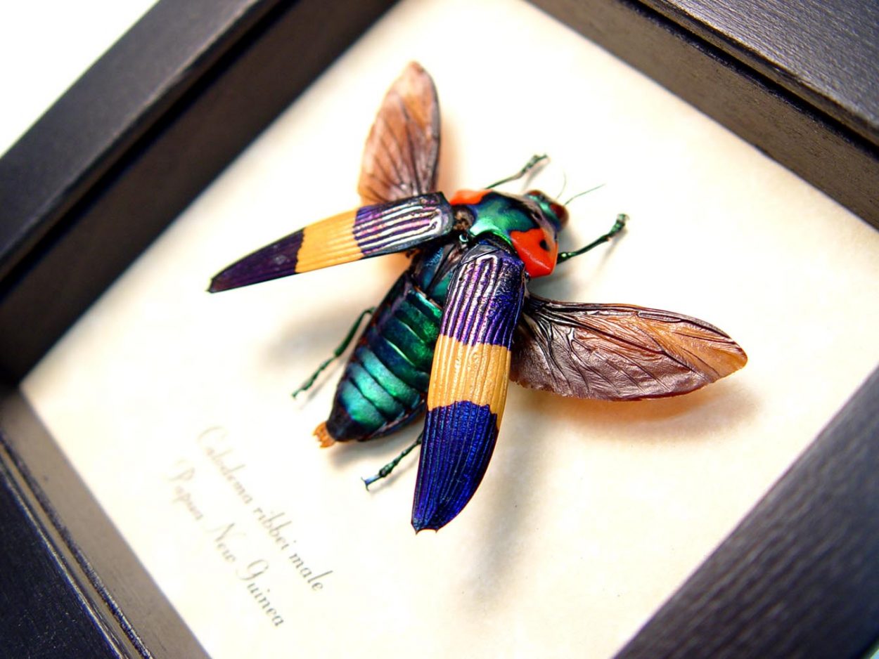 Calodema ribbei male - Ultra Rare Flying Jewel Beetle - framed beetle