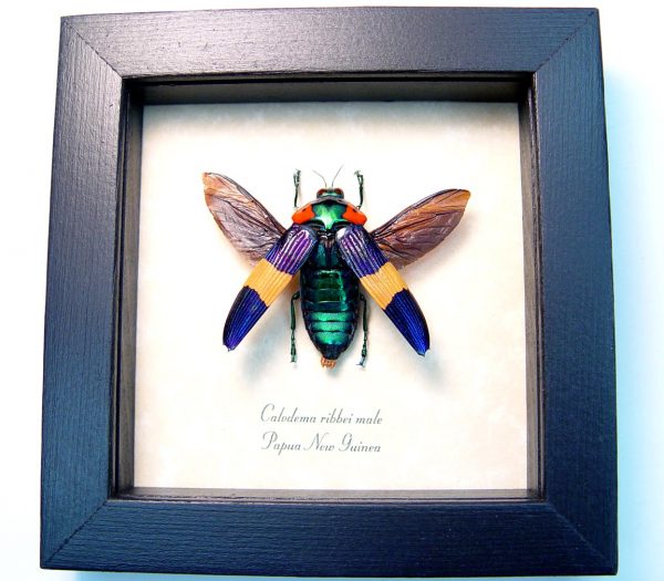 Calodema ribbei male - Ultra Rare Flying Jewel Beetle - framed beetle