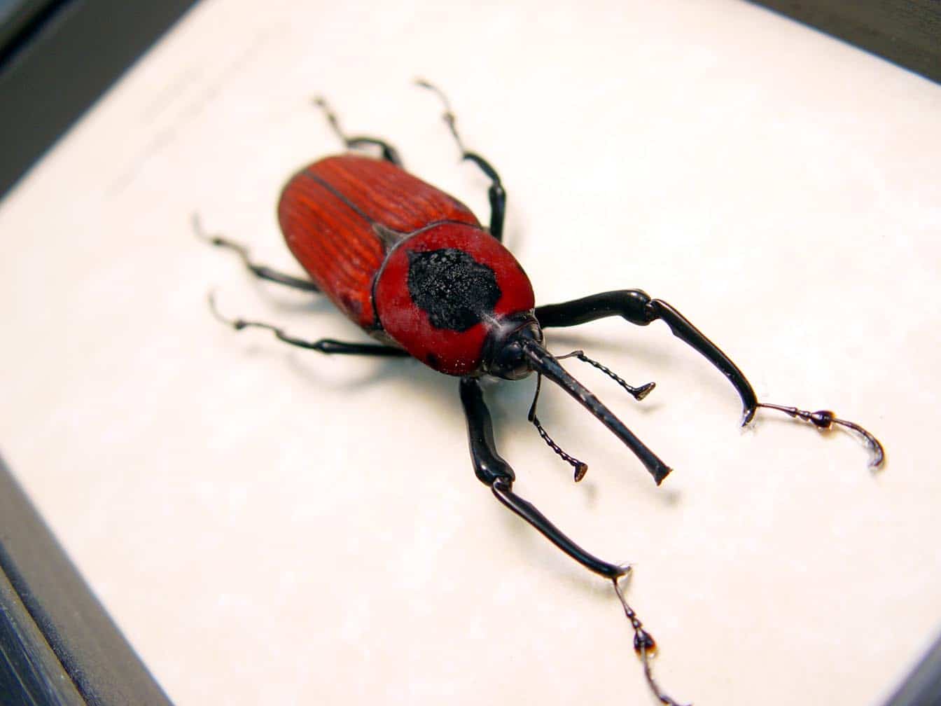 Cyrtotrachelus bipartitus Red Bamboo Weevil Beetle Framed