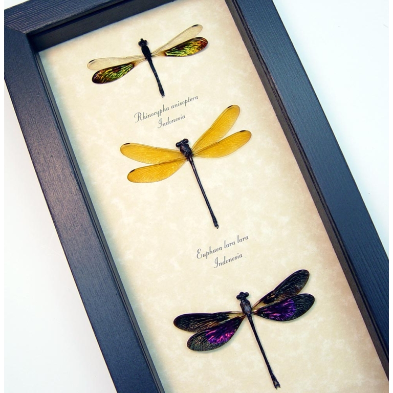Damselfly Collection Rainbow Gold Pink Damselflies