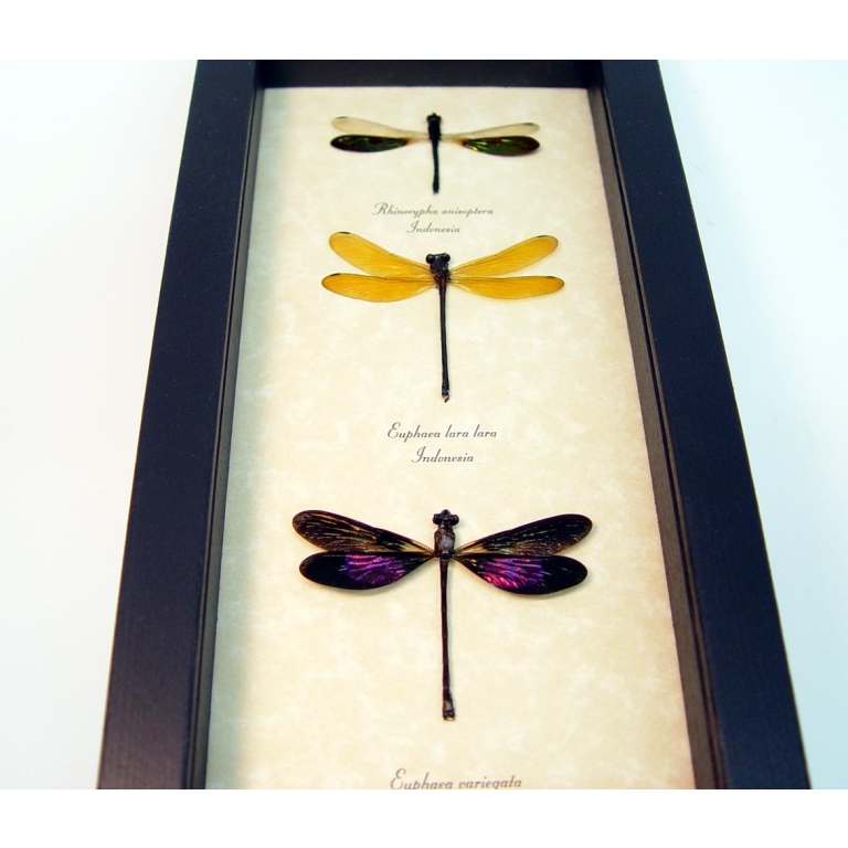Damselfly Collection Rainbow Gold Pink Damselflies